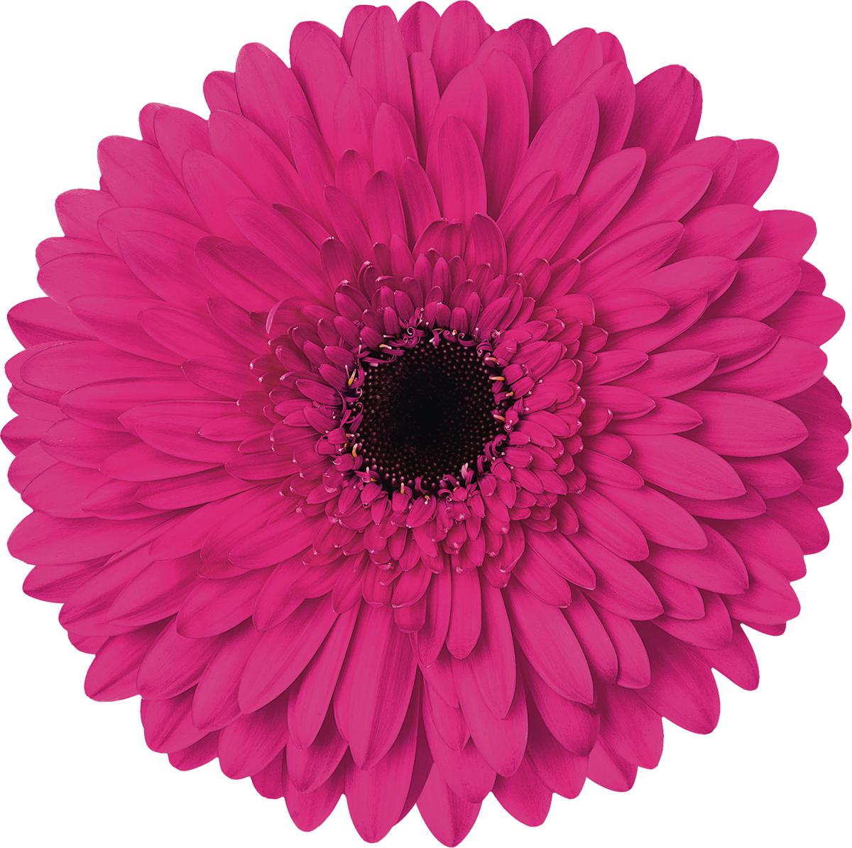 S - Madeira - PlentyFlora Gerbera Flowers Grower